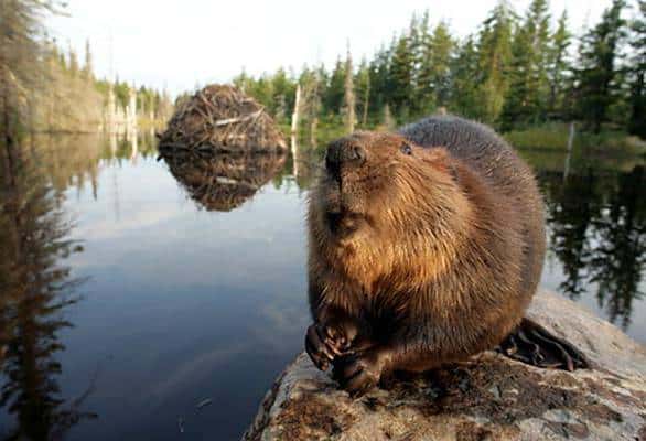 Bobry pomagają zagrożonym płazom - Magna Polonia