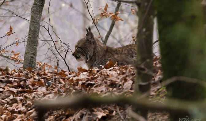 Ryś zawędrował do gdańskich lasów - Magna Polonia