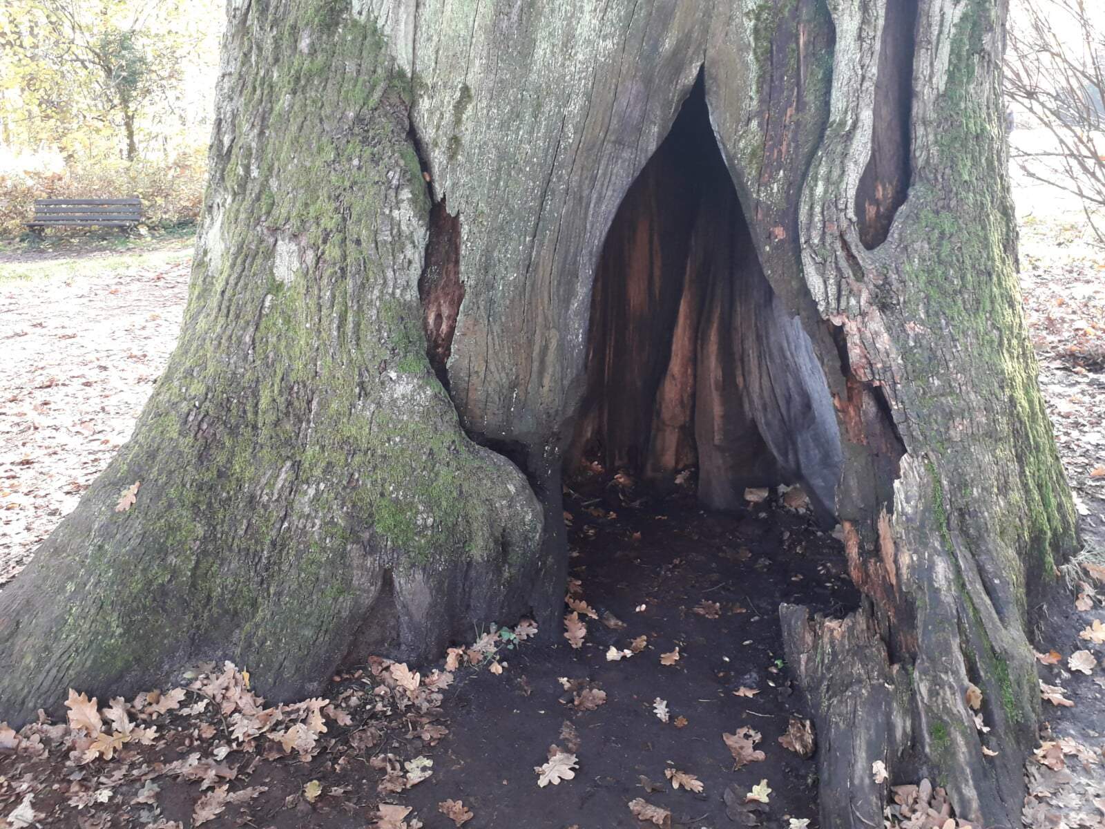 Śląskie: Podpalony jesienią 500-letni dąb przejdzie tomografię - Magna ...