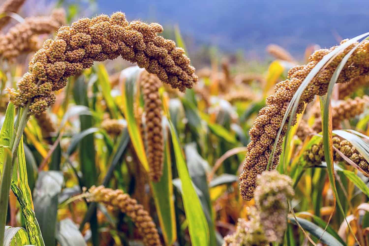 Służby zajęły transport skażonego ukraińskiego prosa - Magna Polonia